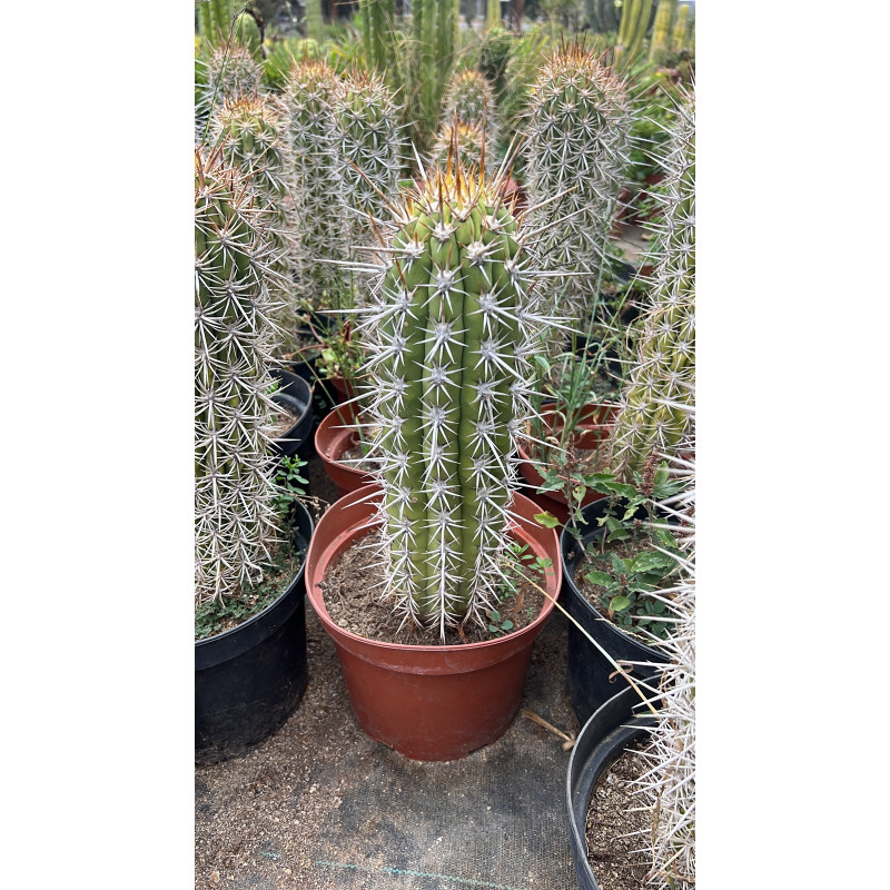 Trichocereus chiloensis / Quisco Tamaño L (50cm - 60cm) Maceta MAC-23