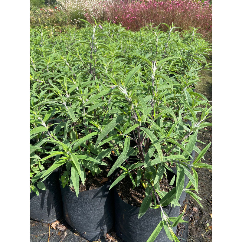 salvia Leucantha / Leucanta Bolsa BOL-22