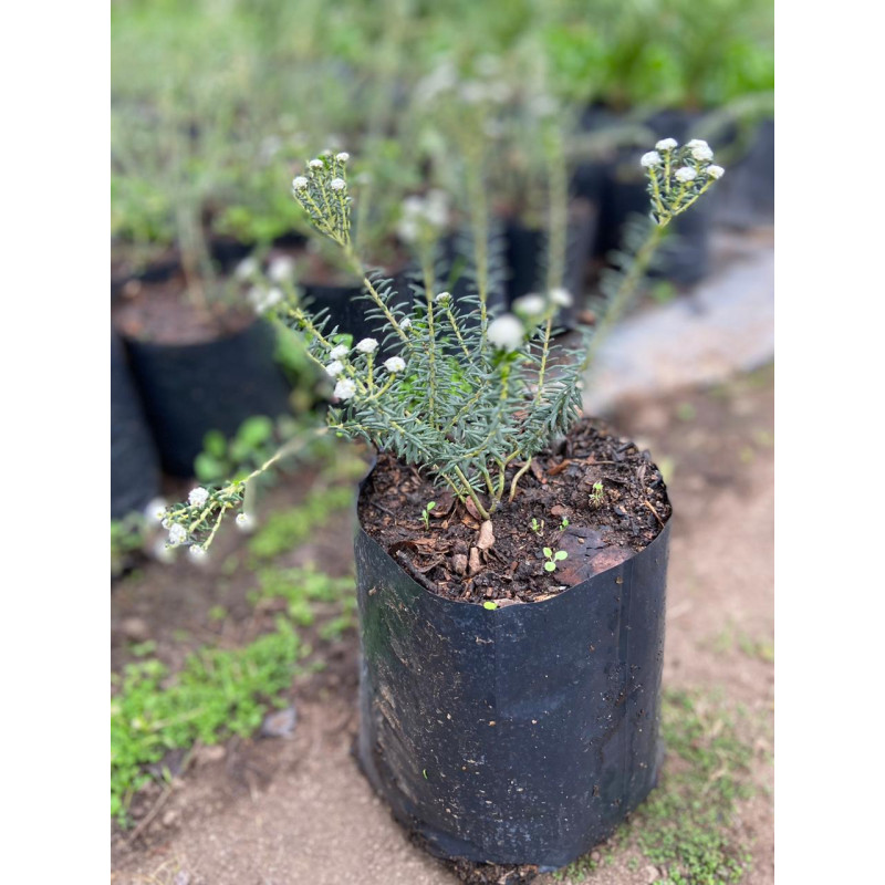 Filica / Philica Tamaño S (30cm - 40cm) Bolsa BOL-25