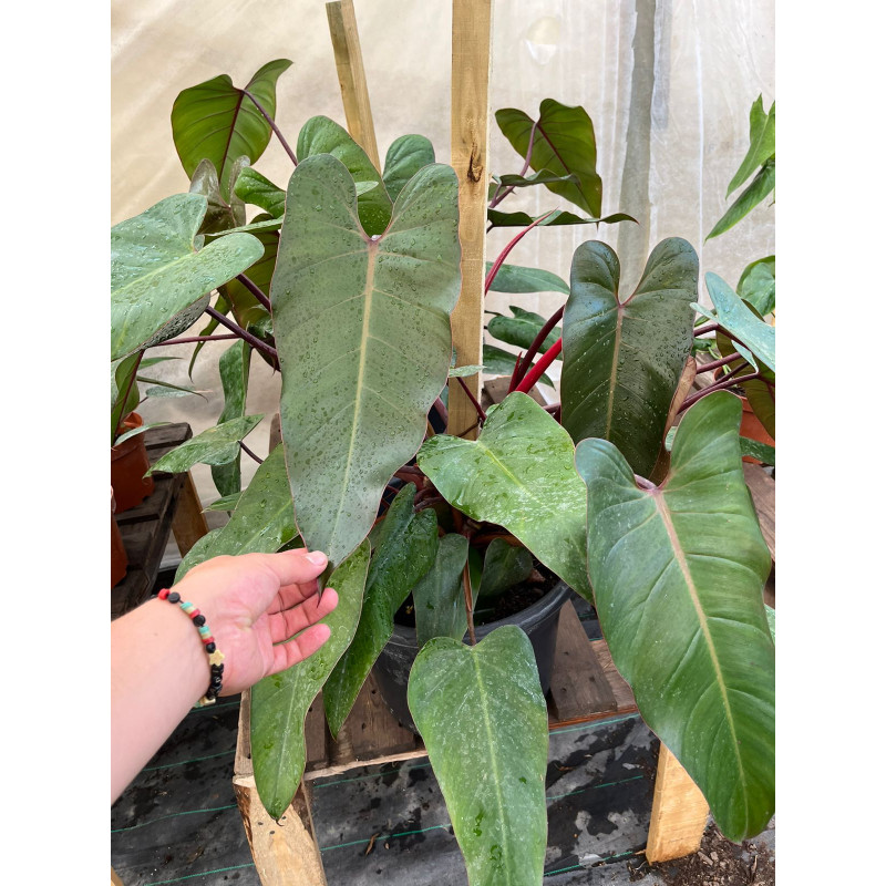 Filodendro / Philodendron Red Emerald Maceta MAC-29