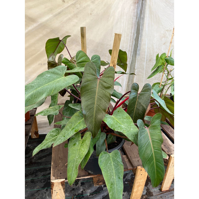 Filodendro / Philodendron Red Emerald Maceta MAC-29