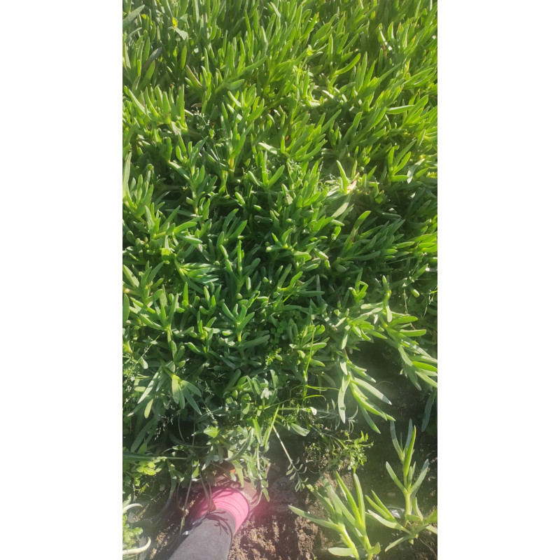 Doca / Carpobrotus Chilensis Bolsa BOL-15