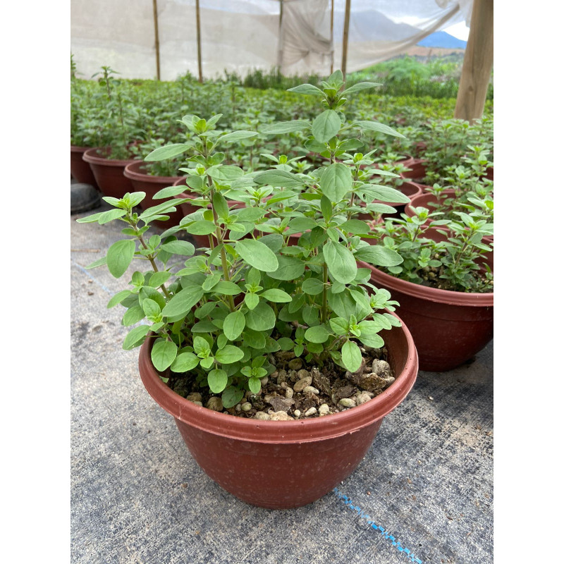 Orégano Grande Tamaño XS (20cm - 30cm) Maceta MAC-20