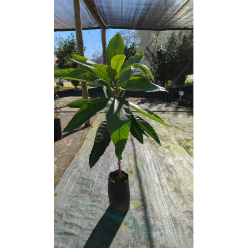 Arboles Frutales