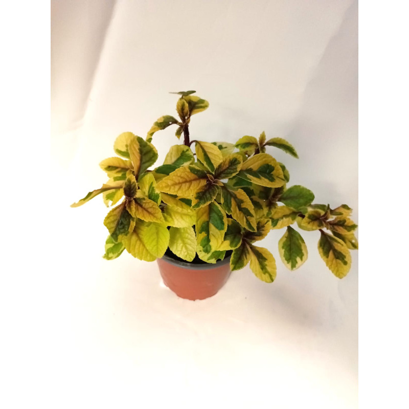 Dolar variegado Tamaño XS (20cm - 30cm) Maceta MAC-12