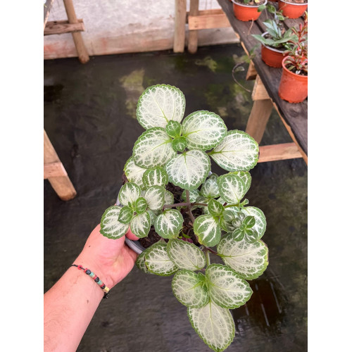 Plantas de Interior