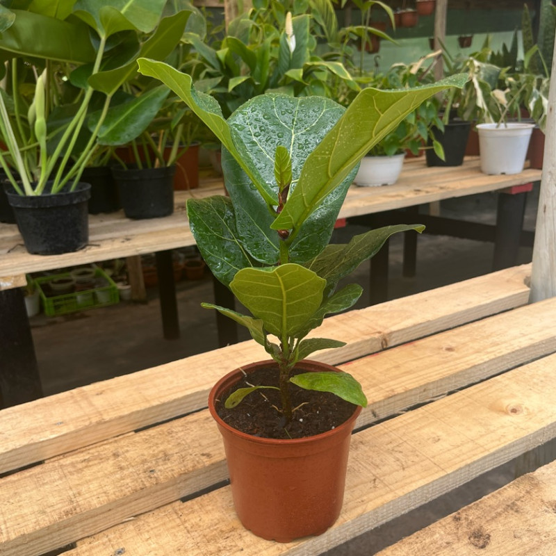Ficus Lyrata Bambino Tamaño S (30cm - 40cm) Maceta MAC-14