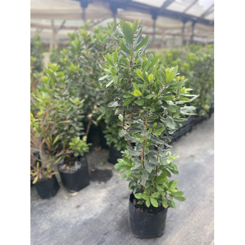 Plantas de Exterior