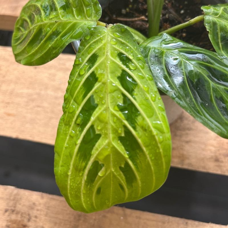 Calathea Lemon Lime Tamaño XXS (10cm - 20cm) Maceta MAC-11