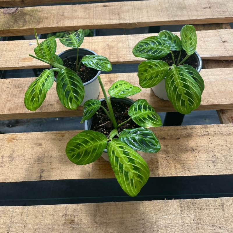 Calathea Lemon Lime Tamaño XXS (10cm - 20cm) Maceta MAC-11