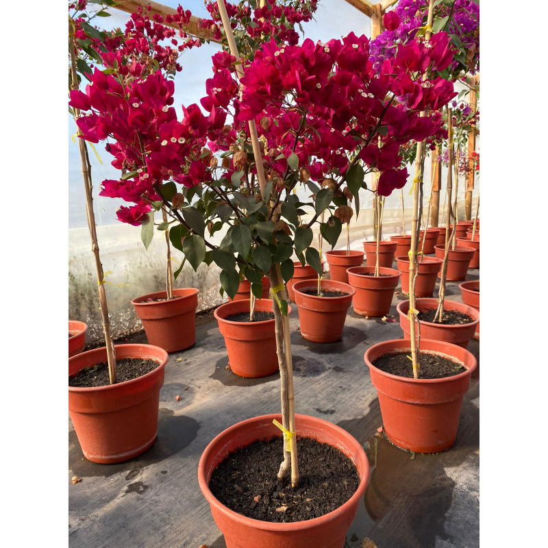 Buganvilla Pie Alto / Bugambilia pie alto Tamaño XXXXXXL (1,5mts - 2mts ...