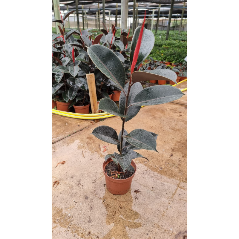 Gomero Tamaño XXXL (80cm - 90cm) Maceta MAC-24