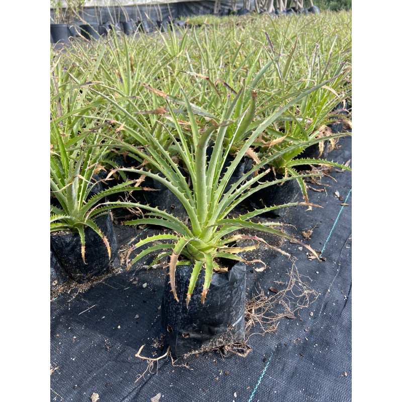 Puya Chilensis Chagual Tamaño XXS (10cm - 20cm) Bolsa BOL-15