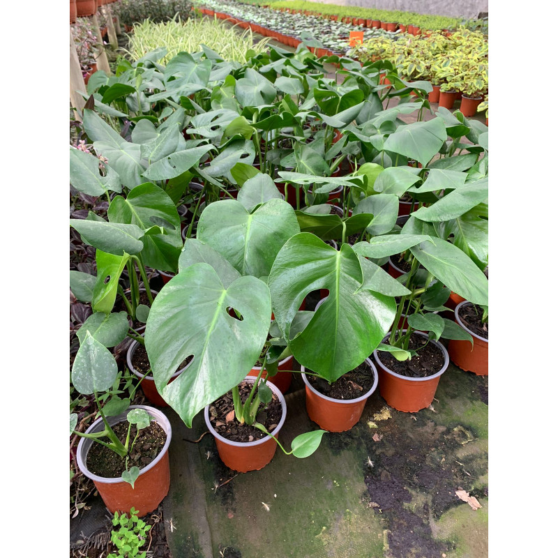 Monstera Deliciosa Maceta MAC-15