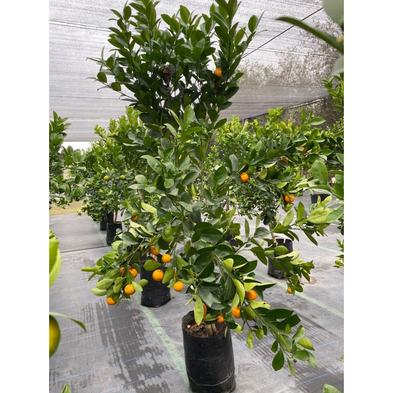 Calamondín verde Bolsa BOL-40 Frutos Con Frutos