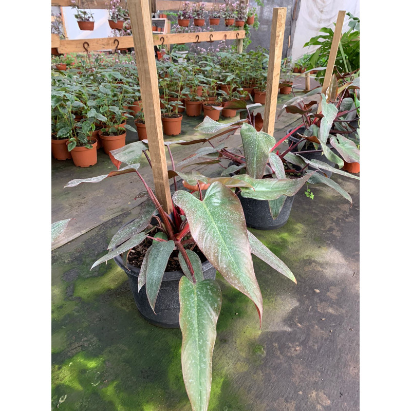 Filodendro / Philodendron Red Emerald Maceta MAC-29