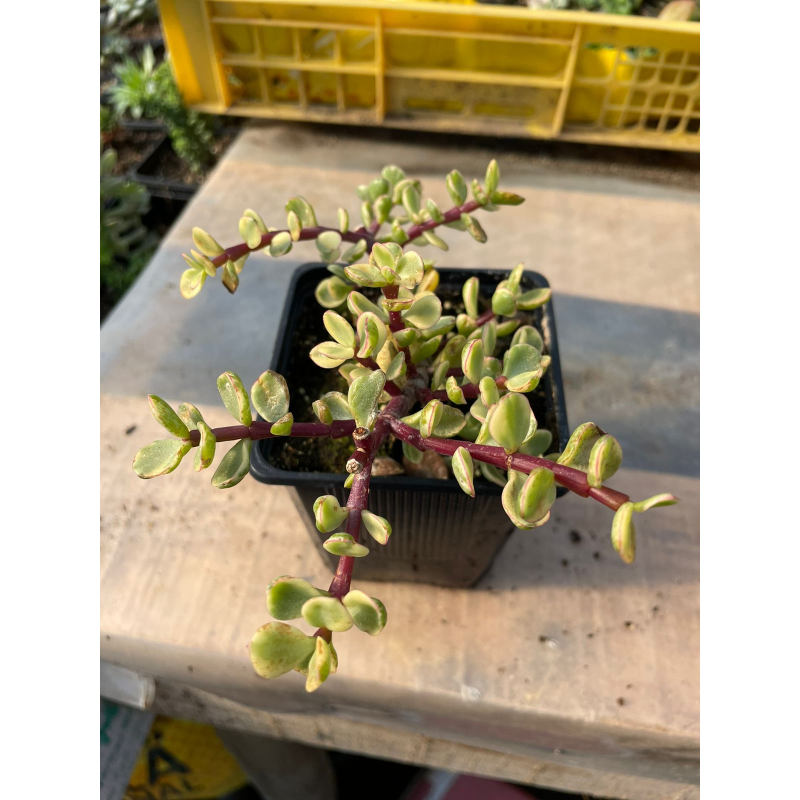 Tipos De Plantas De Jade Clasificación | Jade Plants, Jade Plant