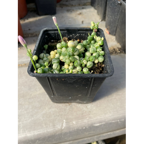 Cactus y Suculentas
