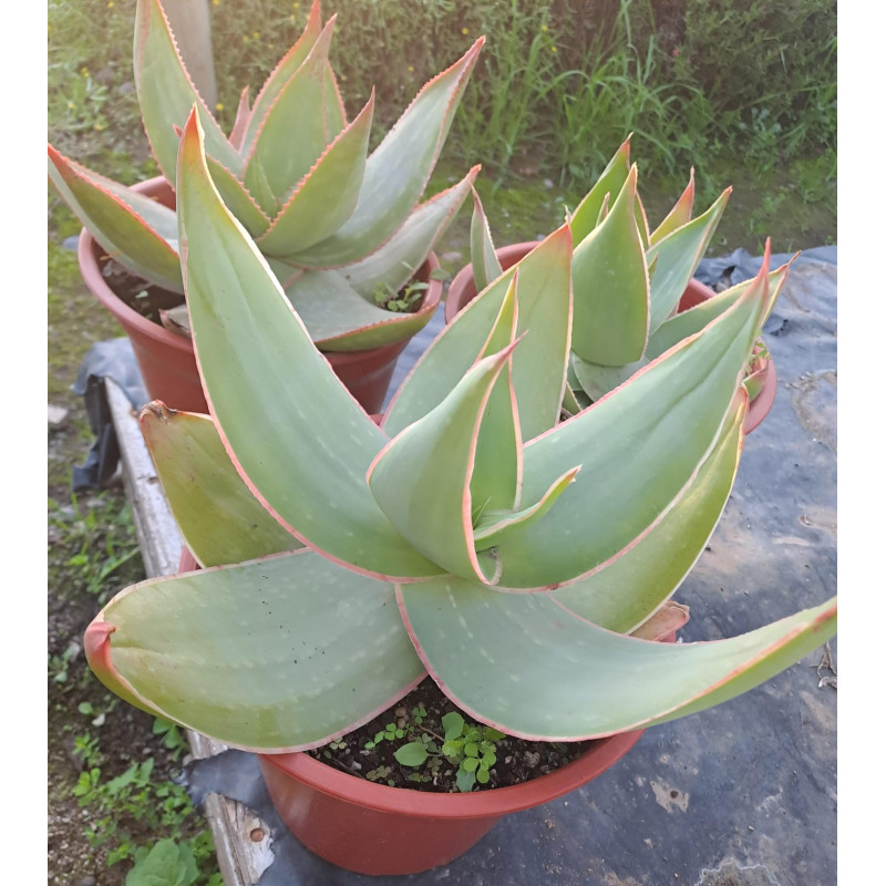 Aloe Striata Tamaño XXS (10cm - 20cm) Maceta MAC-21