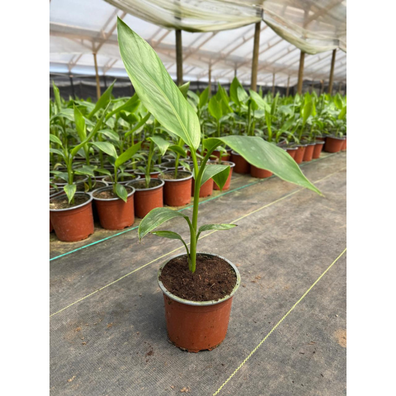 Musa Velutina Tamaño XS (20cm - 30cm) Maceta MAC-13