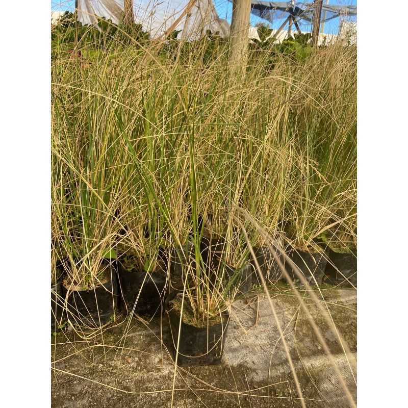 Stipa Caudata Tamaño XS (20cm - 30cm) Bolsa BOL-15