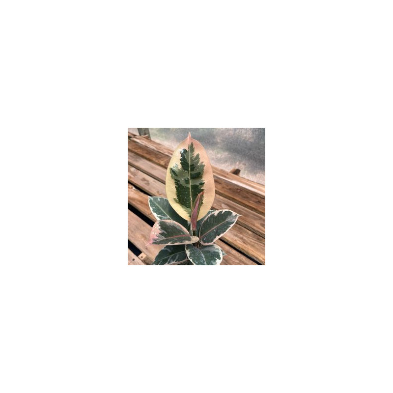 Gomero Tineke Variegado Tamaño S (30cm - 40cm) Maceta MAC-13