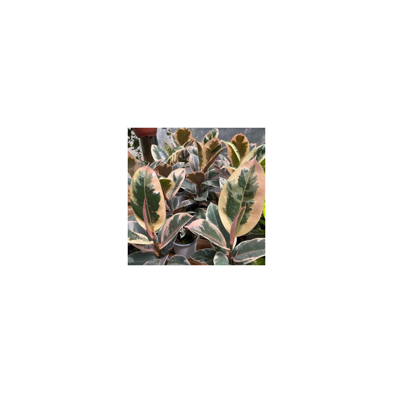 Gomero Tineke Variegado Tamaño S (30cm - 40cm) Maceta MAC-13