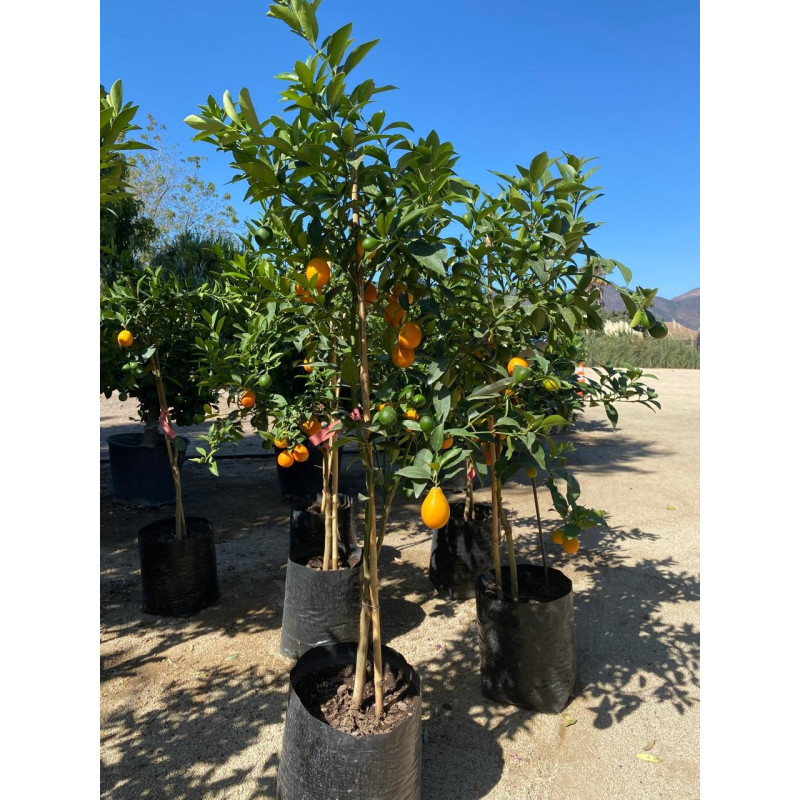 Citrus Mandarinquat Bolsa BOL-40 Tipo de Hoja Perenne Frutos Con Frutos