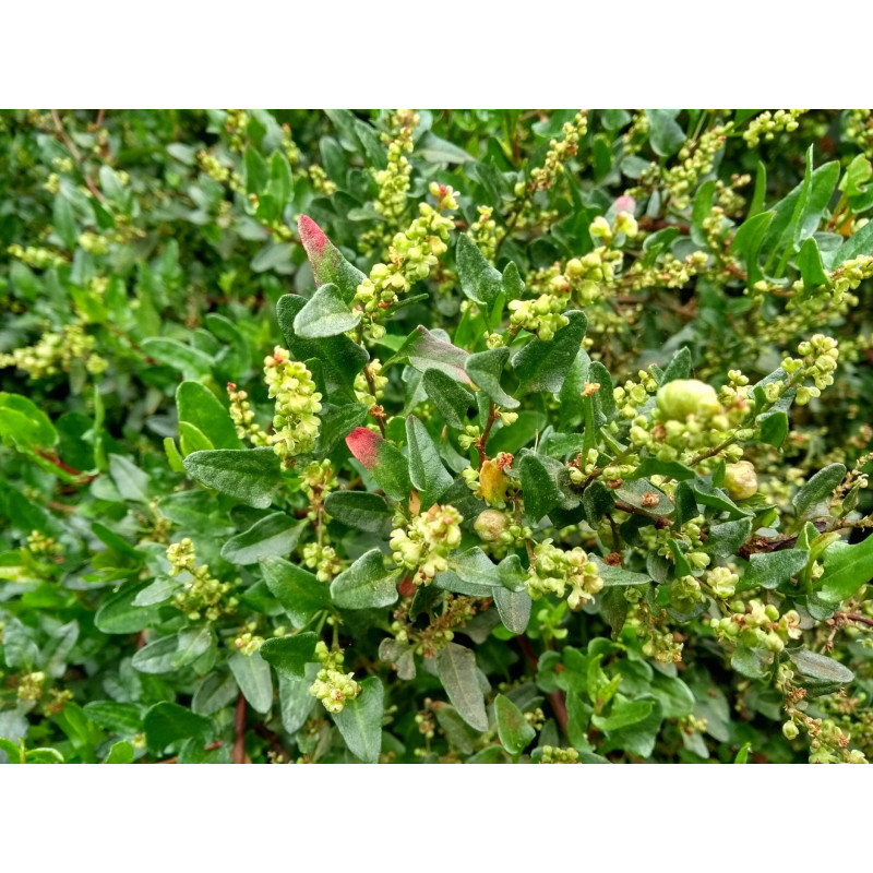 Quilo (Muehlenbeckia hastulata) Tamaño S (30cm - 40cm) Bolsa BOL-25 ...