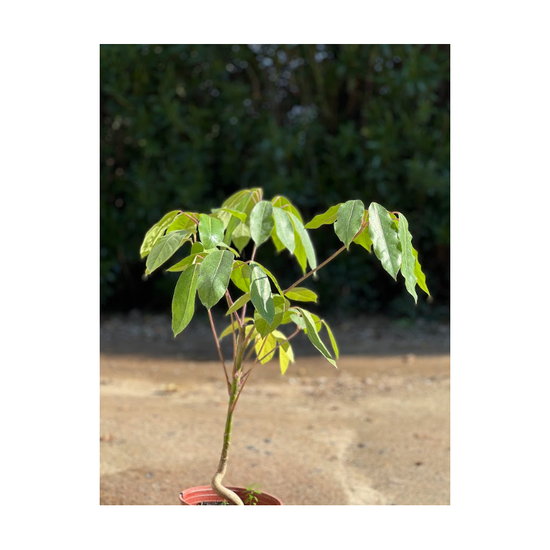 Schefflera actinophylla (Árbol paraguas / Umbrella Tree)
