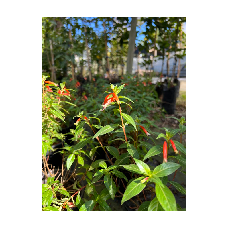 Fosforito (Plectranthus neochilus / Coleus neochilus)