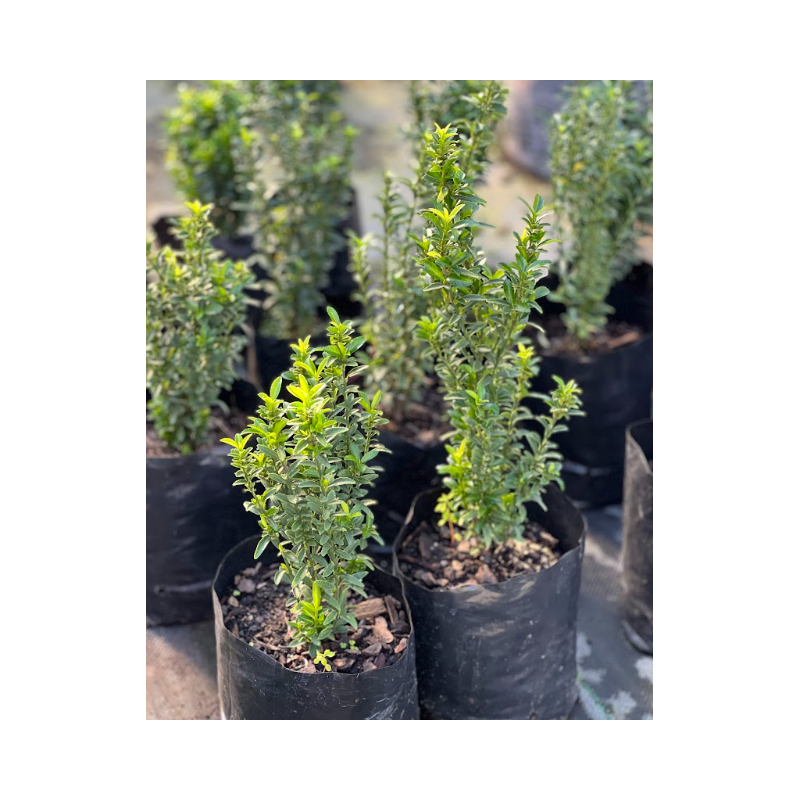 Evónimo (Euonymus japonicus)