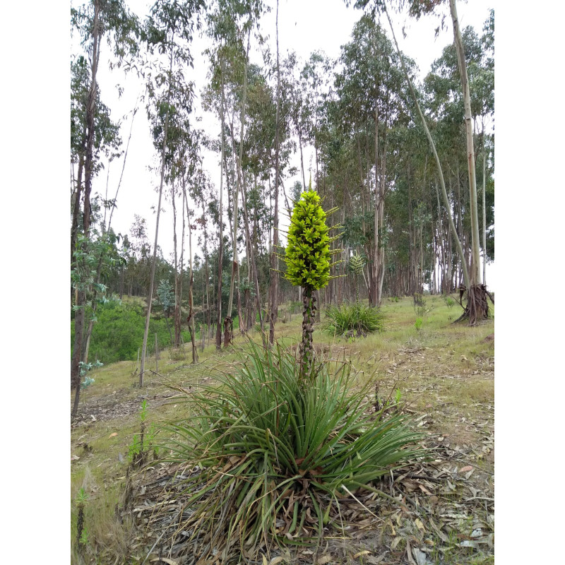 Chagual amarillo (Puya chilensis) Color Flor Amarilla Bolsa BOL-20 ...
