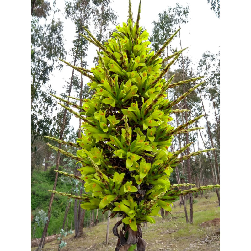 Chagual amarillo (Puya chilensis) Color Flor Amarilla Bolsa BOL-20 ...
