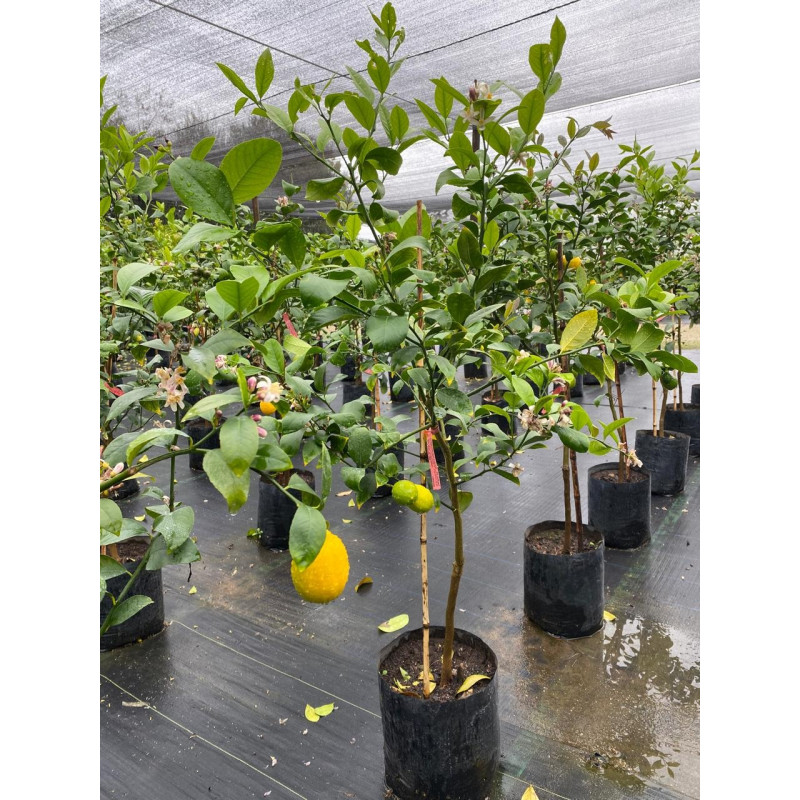 Limón Meyer Bolsa BOL-40 Frutos Con Frutos