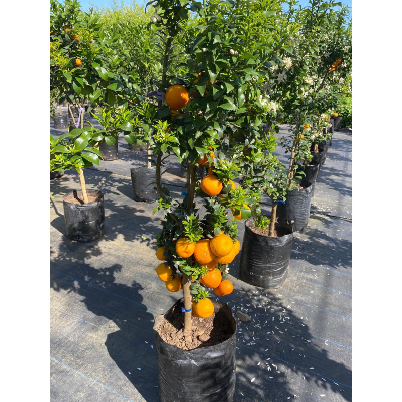 Chinotto Bolsa BOL-40 Tipo de Hoja Perenne Frutos Con Frutos
