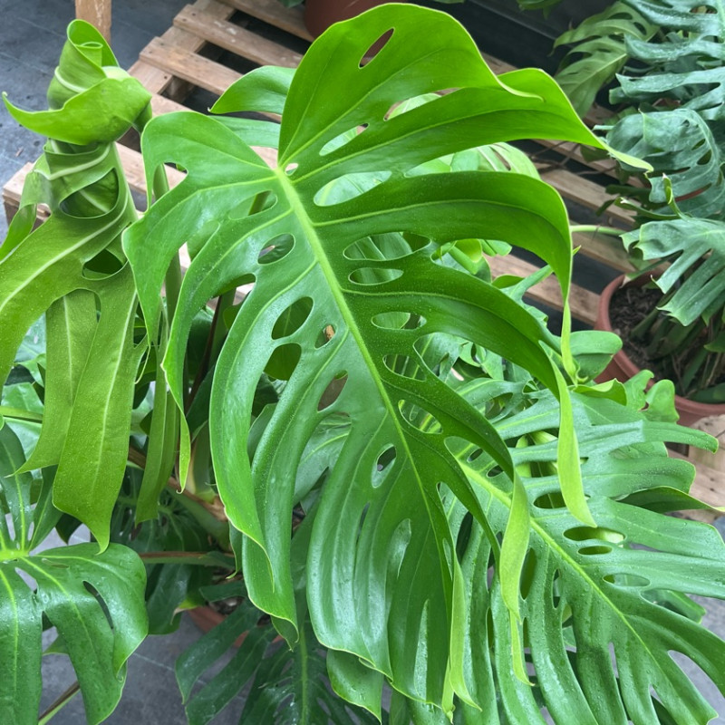 Monstera Verde frondosa Xl Totem Tamaño XXXXL (90cm - 100cm) Maceta MAC-32