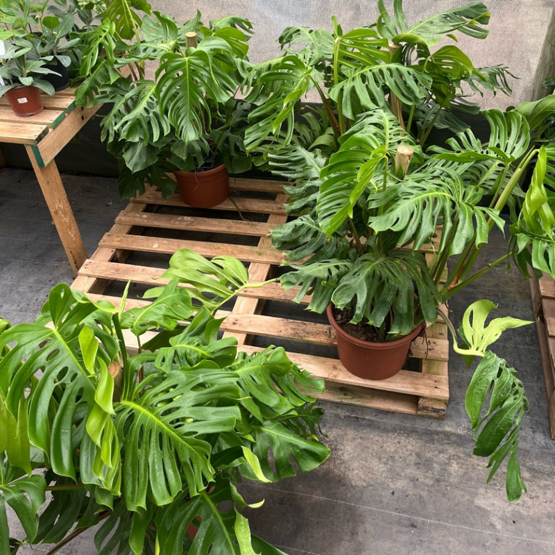 Monstera Verde frondosa Xl Totem Tamaño XXXXL (90cm - 100cm) Maceta MAC-32
