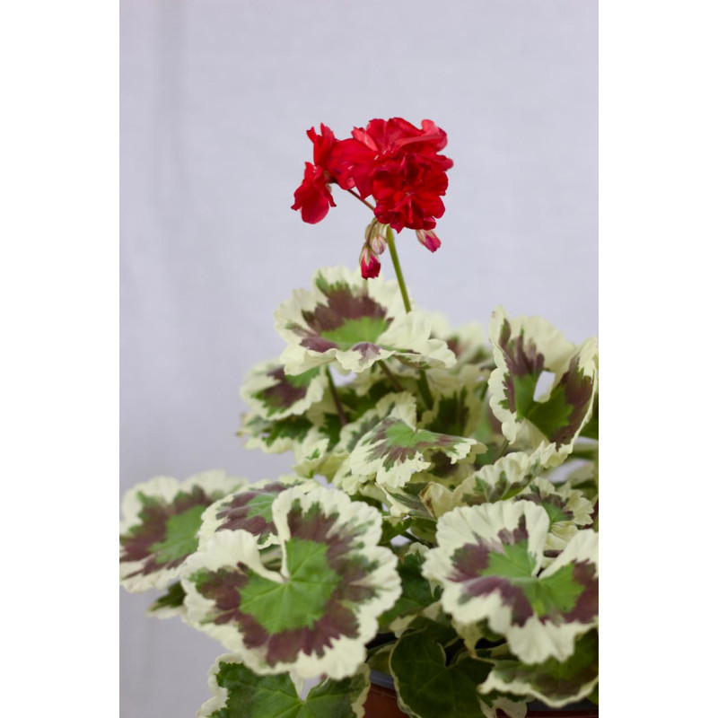 Geranio Variegado Tamaño XS (20cm - 30cm) Color Flor Roja Maceta MAC-17