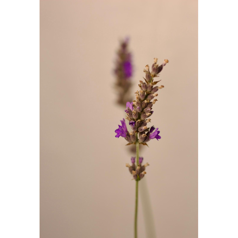 Lavanda Común Bolsa BOL-22 Color Flor Lavanda