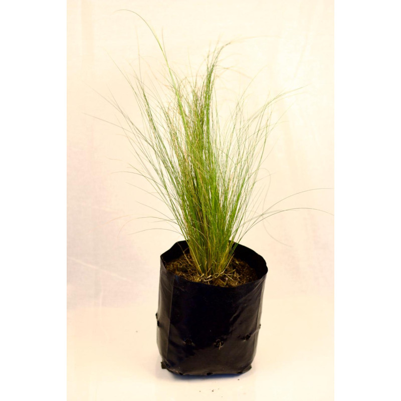 Stipa Tamaño XS (20cm - 30cm) Bolsa BOL-20
