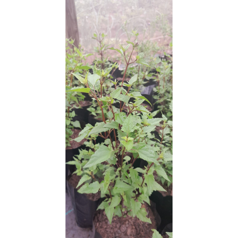 Barba de viejo (Ageratina glechonophylla) Tamaño XS (20cm - 30cm) Bolsa ...
