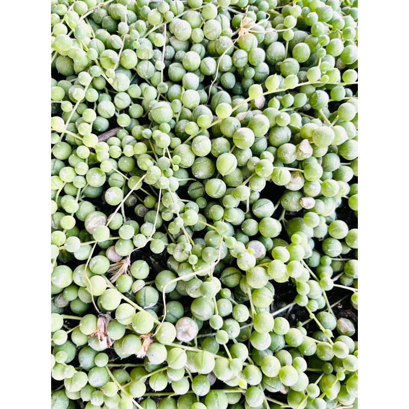 Senecio Rowleyanus Tamaño XS (20cm - 30cm) Maceta MAC-15