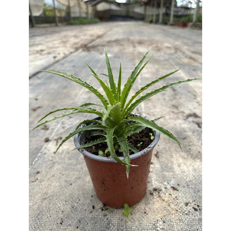 Puya Chilensis Chagual Tamaño XXS (10cm - 20cm) Maceta MAC-19