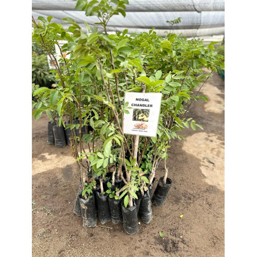 Arboles Frutales