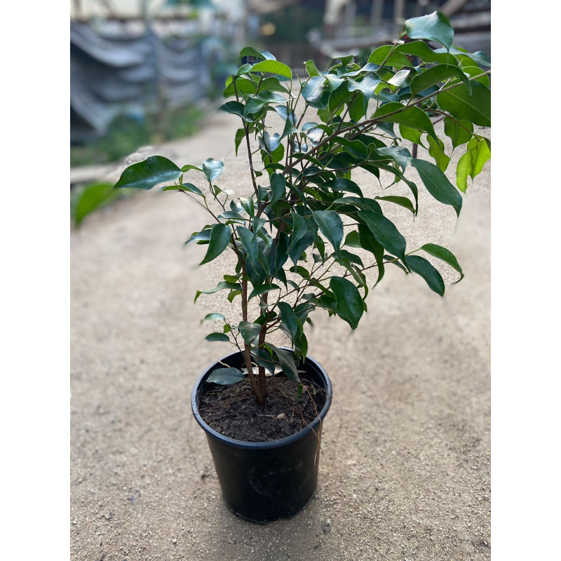Ficus Danielle Tamaño L (50cm - 60cm) Maceta MAC-17