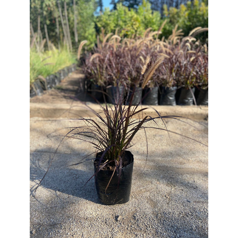 Pennisetum Rubrum Bolsa BOL-30 Color Rojo