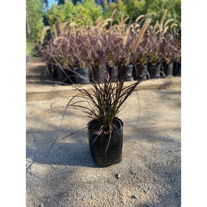 Pennisetum Rubrum Bolsa BOL-30 Color Rojo