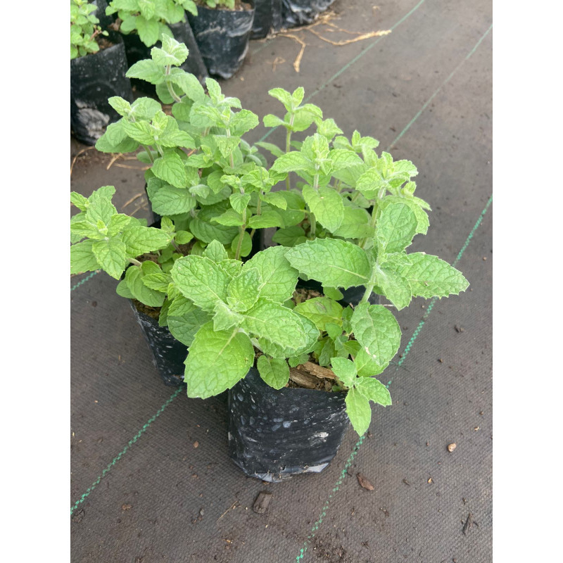 Pack de Menta Bolsa BOL-15 Packs de Plantas 4 Plantas
