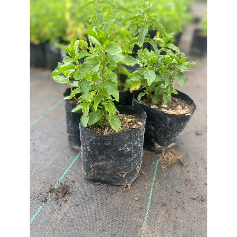 Pack de Hierba Buena Bolsa BOL-15 Packs de Plantas 4 Plantas